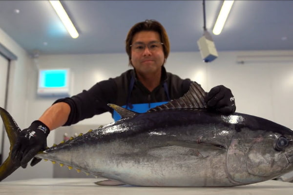 Southern Bluefin Tuna | Dinko Tuna