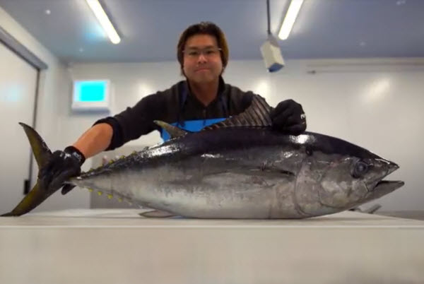 Whole Bluefin Tuna | Dinko Tuna Premium Fresh Bluefin Tuna
